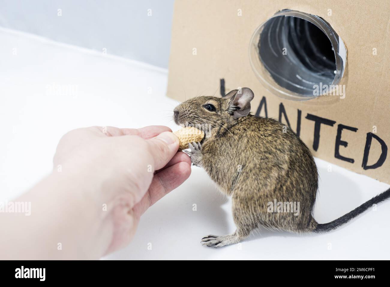 Australian rodent hi-res stock photography and images - Alamy