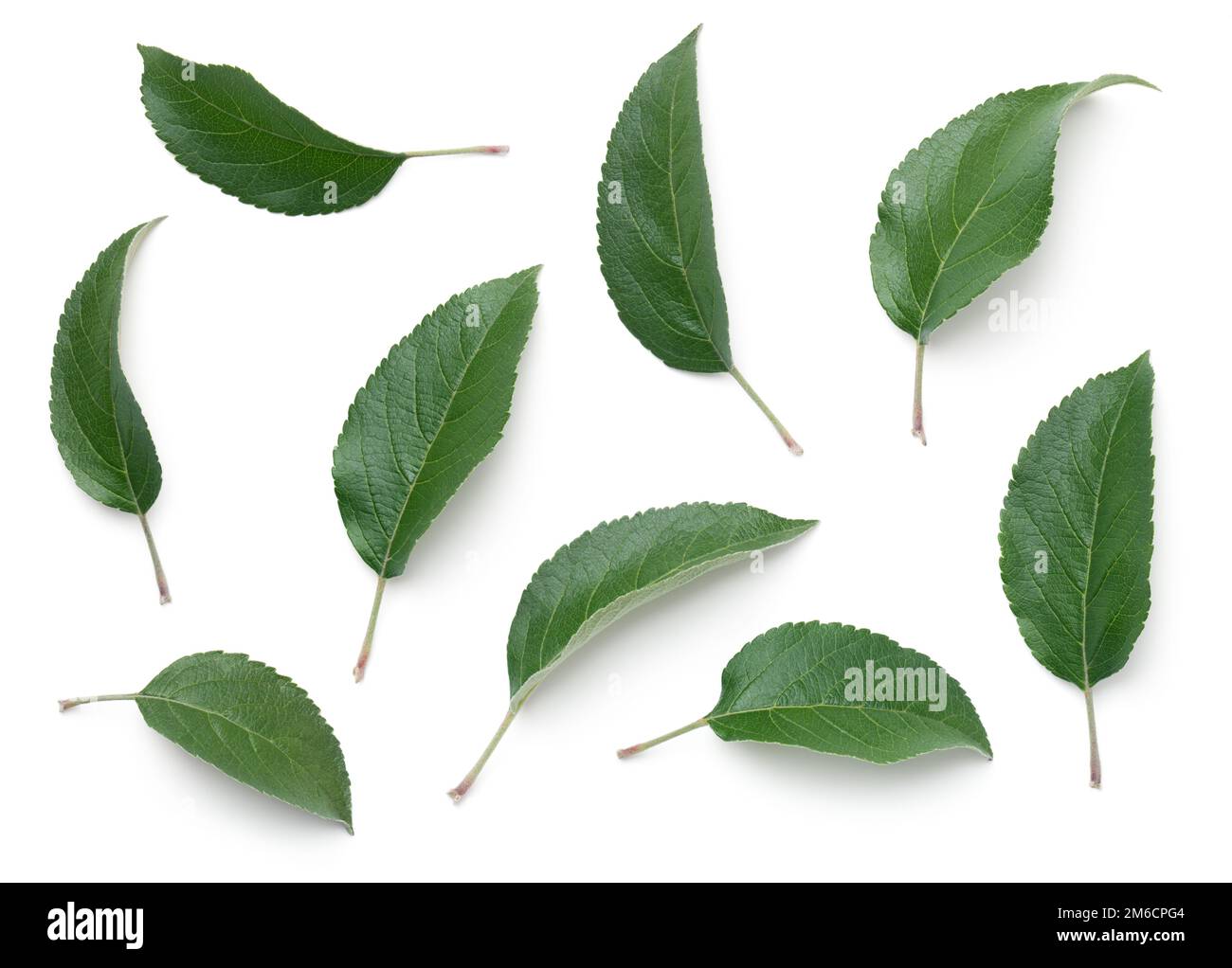 Bottom leaves Cut Out Stock Images & Pictures - Alamy