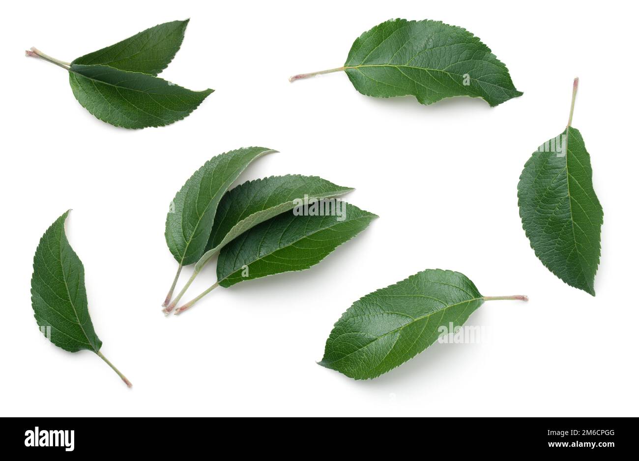 Closeup green leaves tree Cut Out Stock Images & Pictures - Alamy