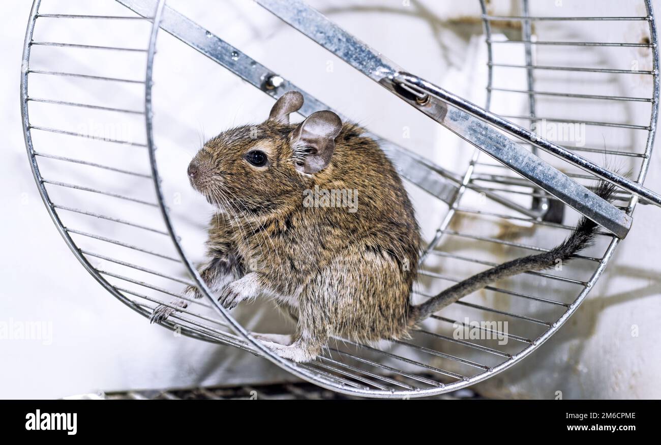 Small Australian home pet Degu. Isolated on white background Stock ...