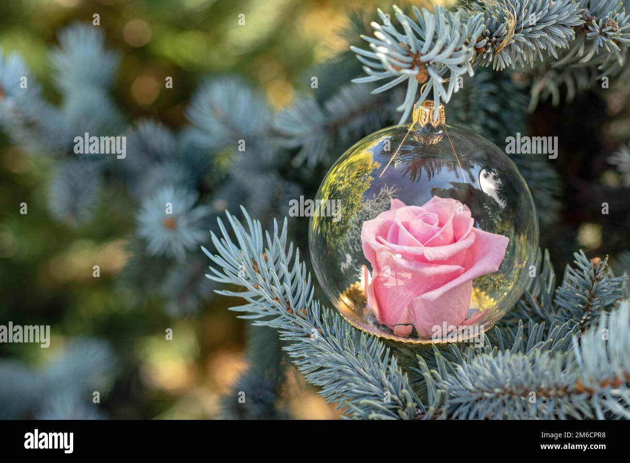 Eternal pink roses globe Stock Photo - Alamy