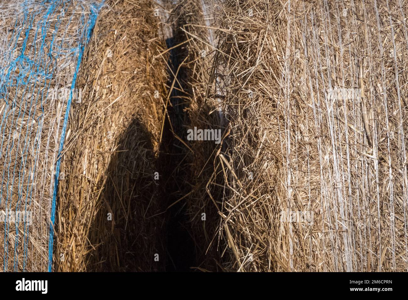 Drying of trees hi-res stock photography and images - Alamy