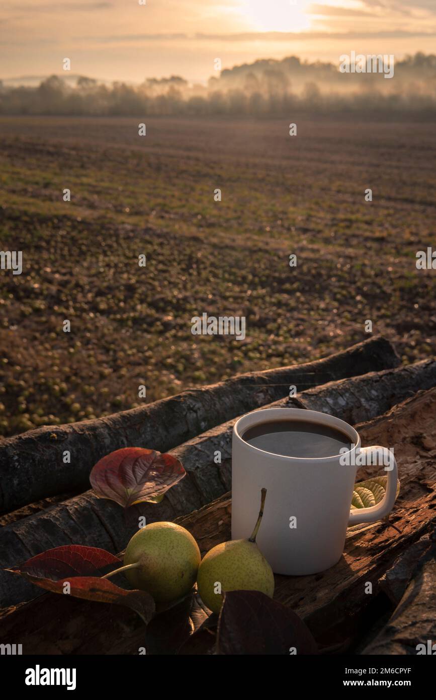 Mug tree hi-res stock photography and images - Alamy