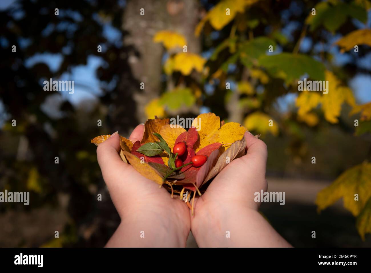 Woman hands holding fall leaves Stock Photo - Alamy