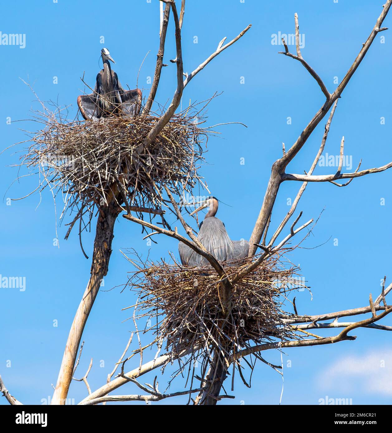 A pair of Great Blue Herons, each in their respective nests, sitting in ...