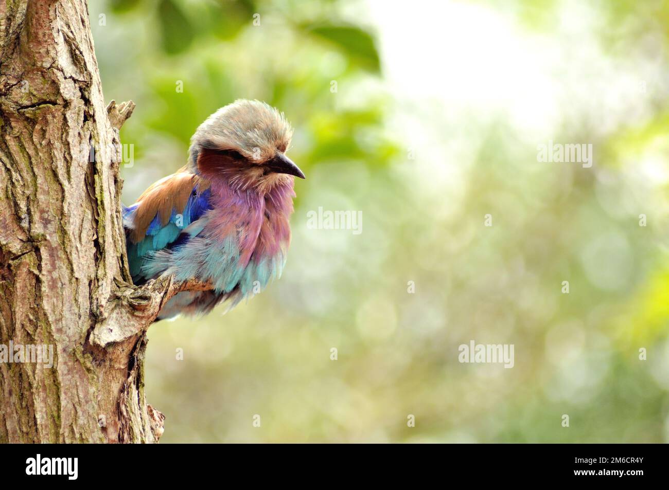 Lilac-breasted Roller perched on a tree trunk in afternoon light Stock ...
