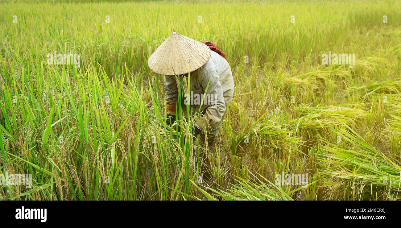 view of rice worker ,harvesting in rice field Stock Photo - Alamy