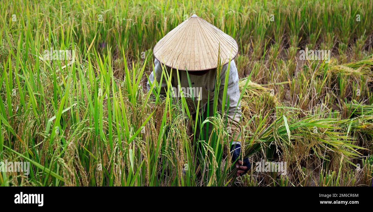 view of rice worker ,harvesting in rice field Stock Photo - Alamy