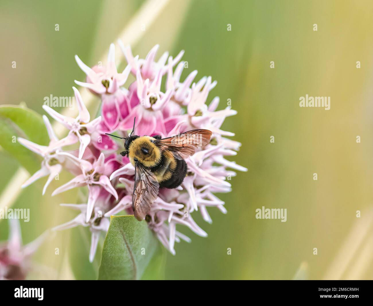 A close-up of a Common Eastern Bumblebee sipping nectar on a Showy ...