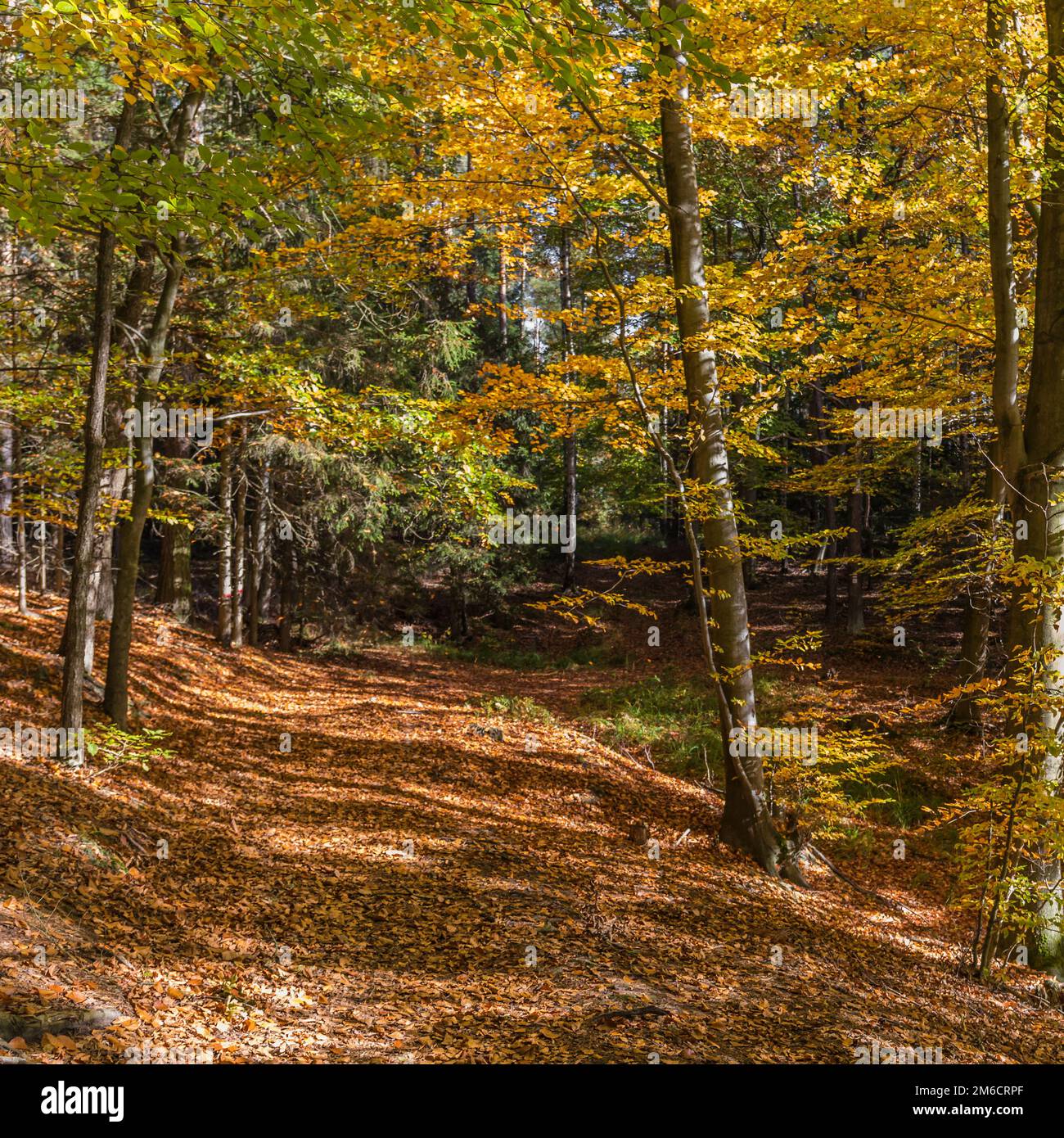 Autumn in the forest Stock Photo - Alamy