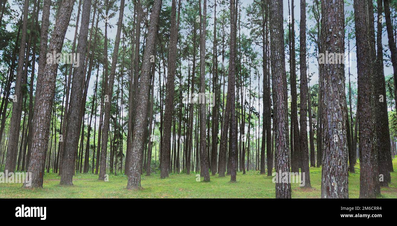 Beautiful view inside pine tree hi-res stock photography and images - Alamy