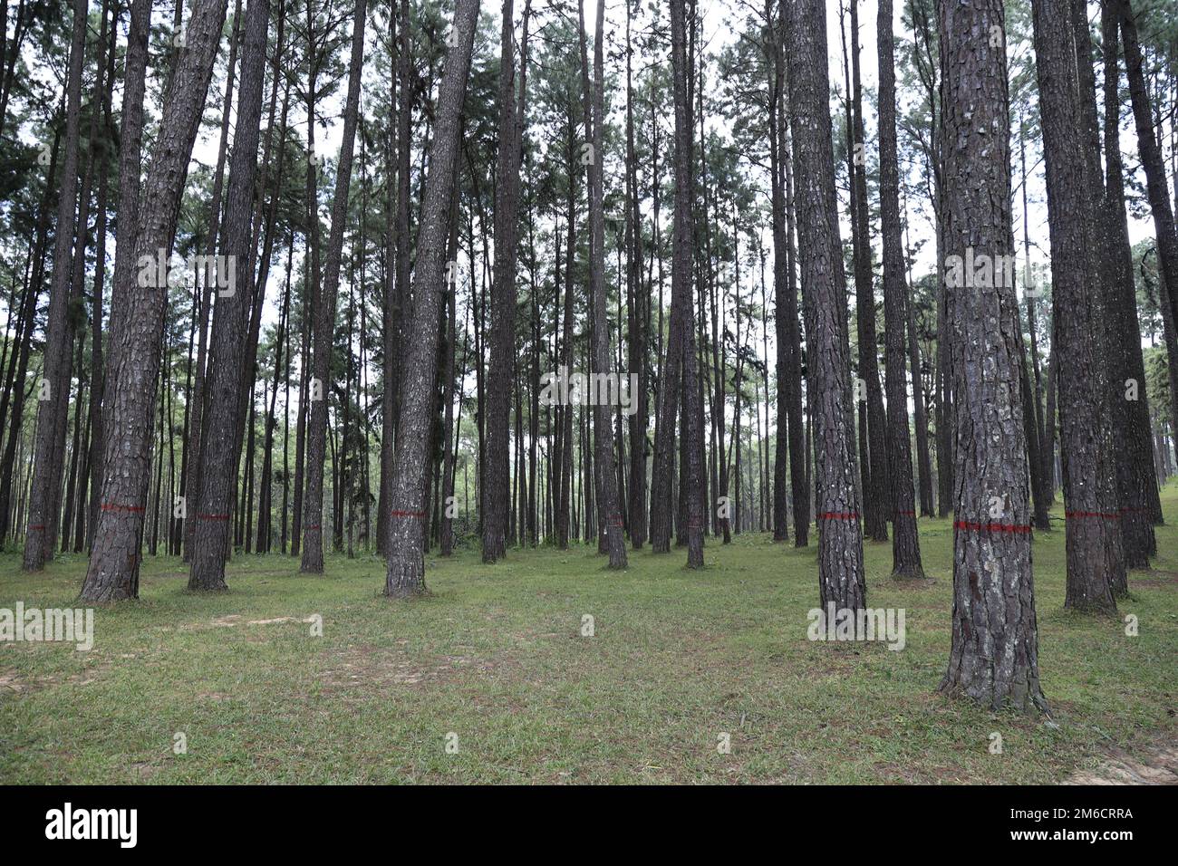 view inside a pine forest Stock Photo - Alamy