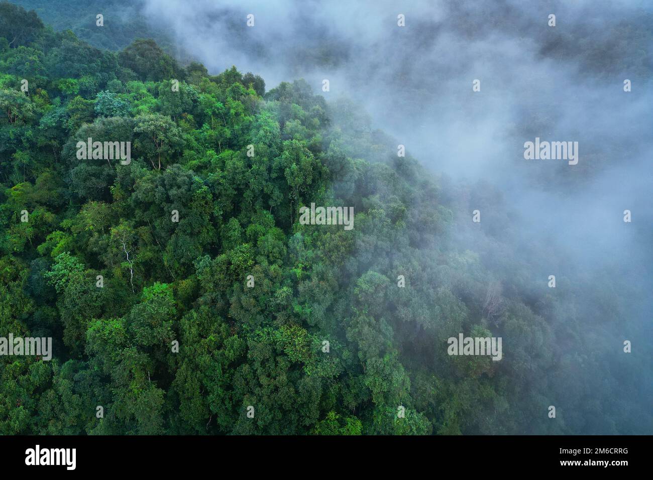 morning mist on the canopy in the rainforest Stock Photo - Alamy