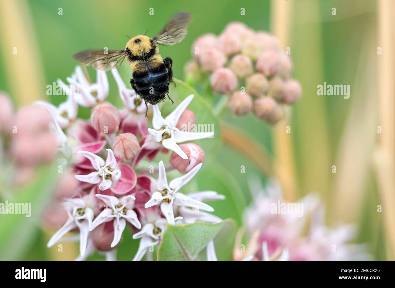A Common Eastern Bumblebee in flight above a Showy Milkweed flower ...