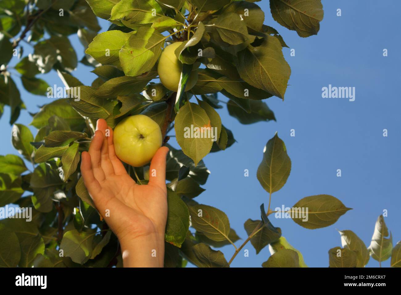 The hand of a white woman pluck a green apple from a branch with green ...