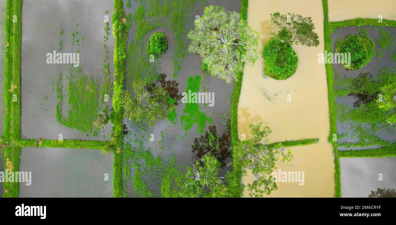 Aerial view of rice filed with water and trees Stock Photo - Alamy