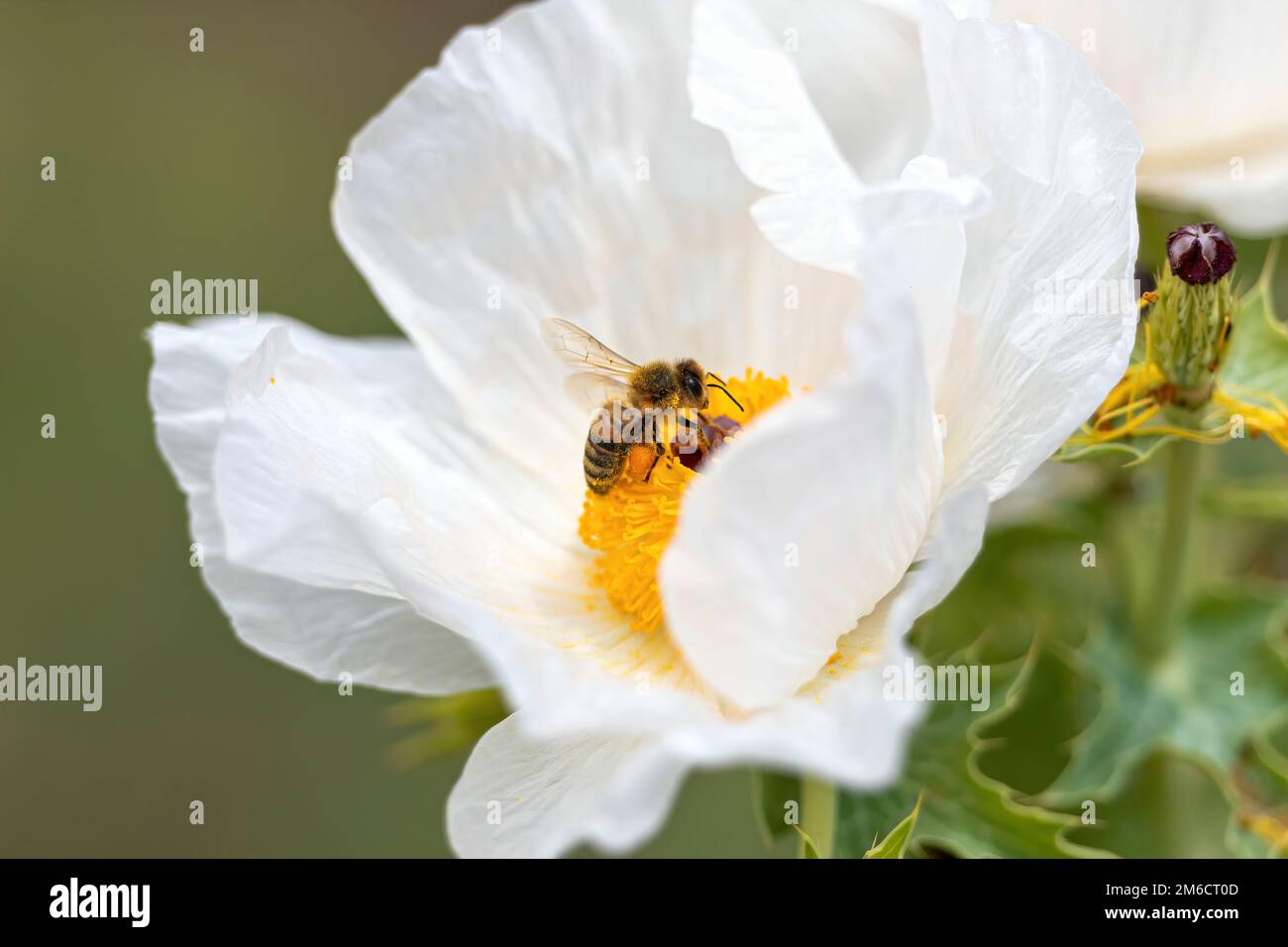 Bee pollinating orange poppy wildflower hi-res stock photography and ...