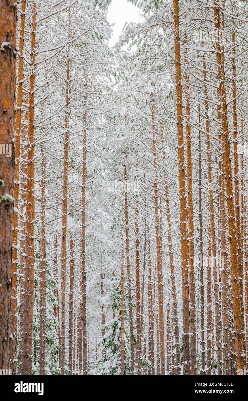 Trunks of pine trees in the forest after snowfall, close-up Stock Photo ...