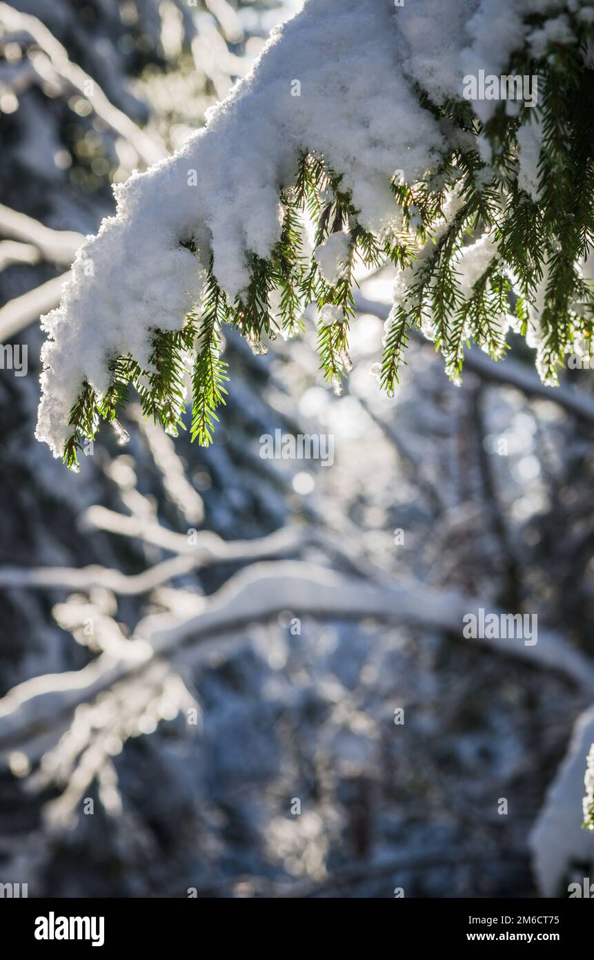 Morning sunlight backlit branches trees hi-res stock photography and ...