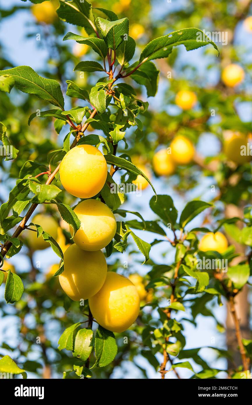 Mirabelle plum on the tree in orchard Stock Photo - Alamy