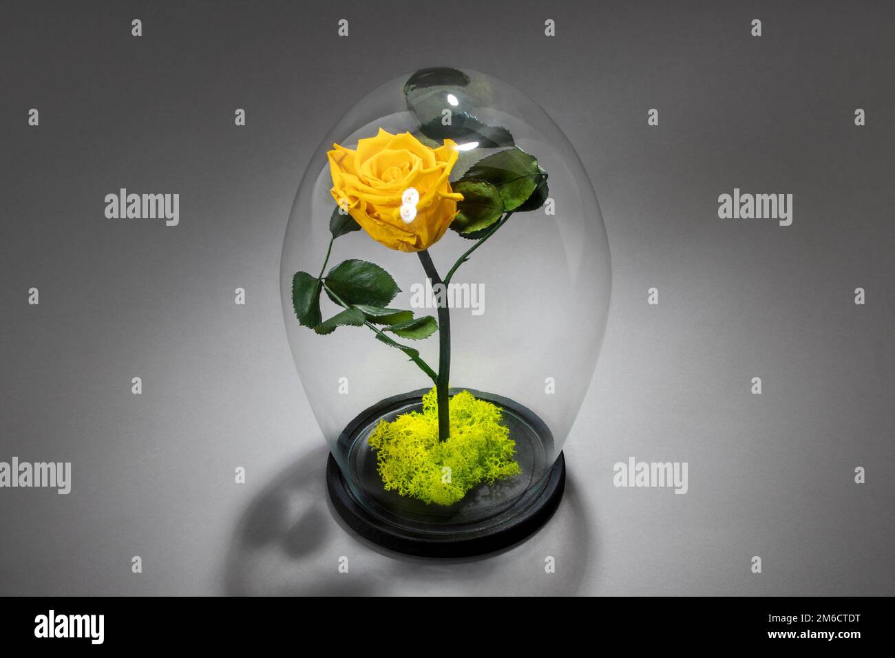 Yellow eternal rose under the glass dome Stock Photo - Alamy