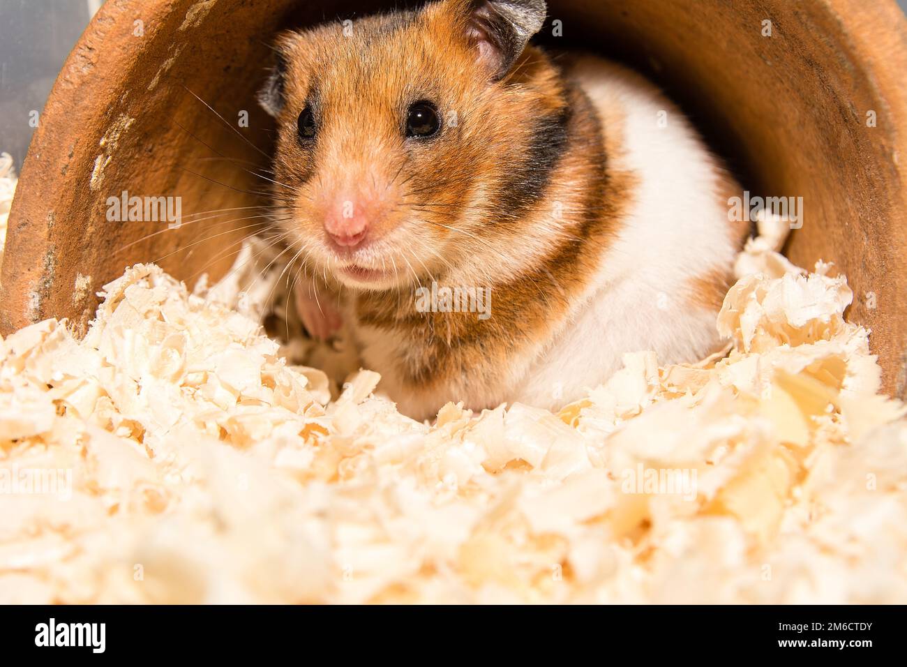 Cute little hamster Stock Photo - Alamy