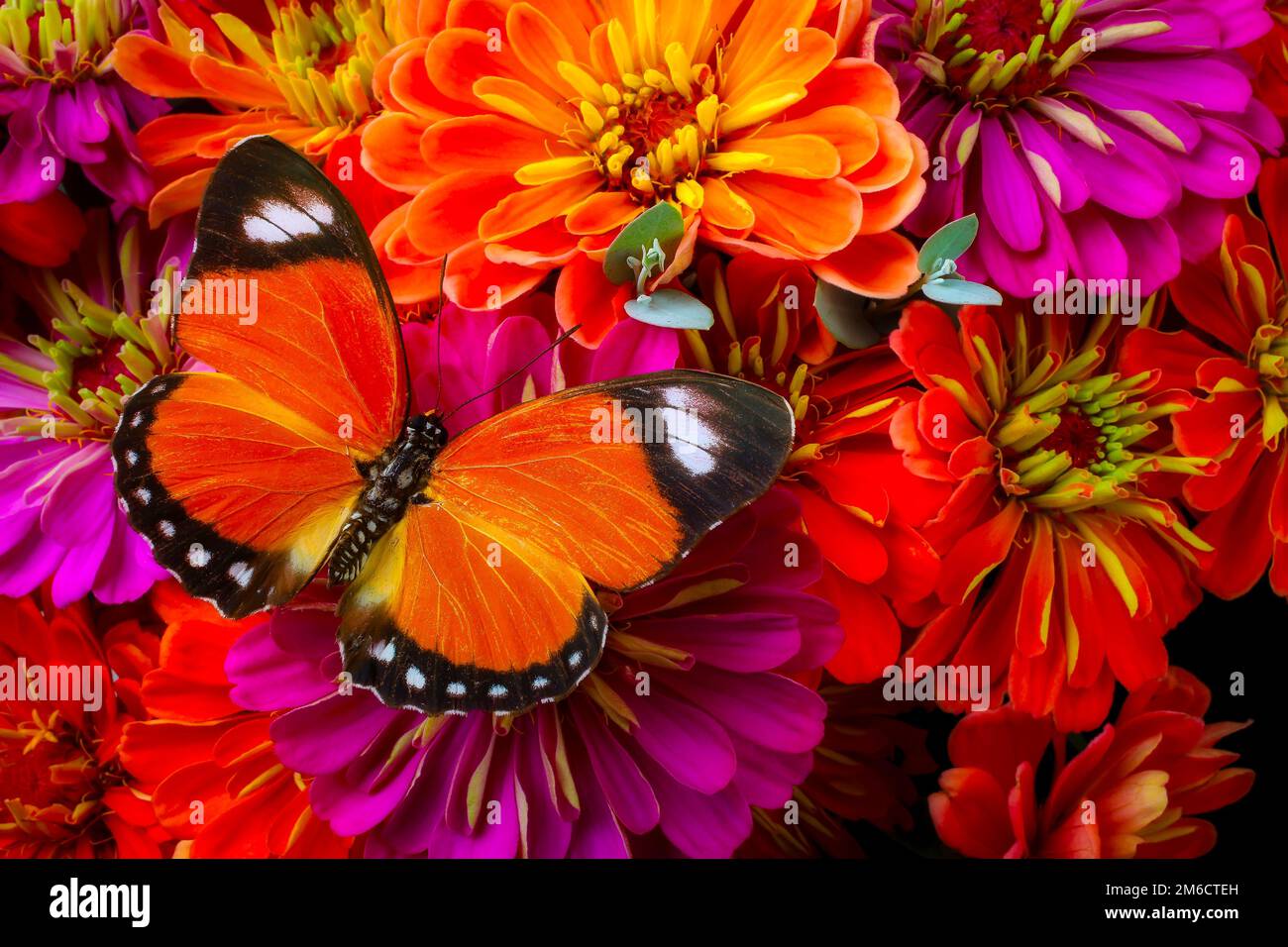 Bold red butterfly hi-res stock photography and images - Alamy