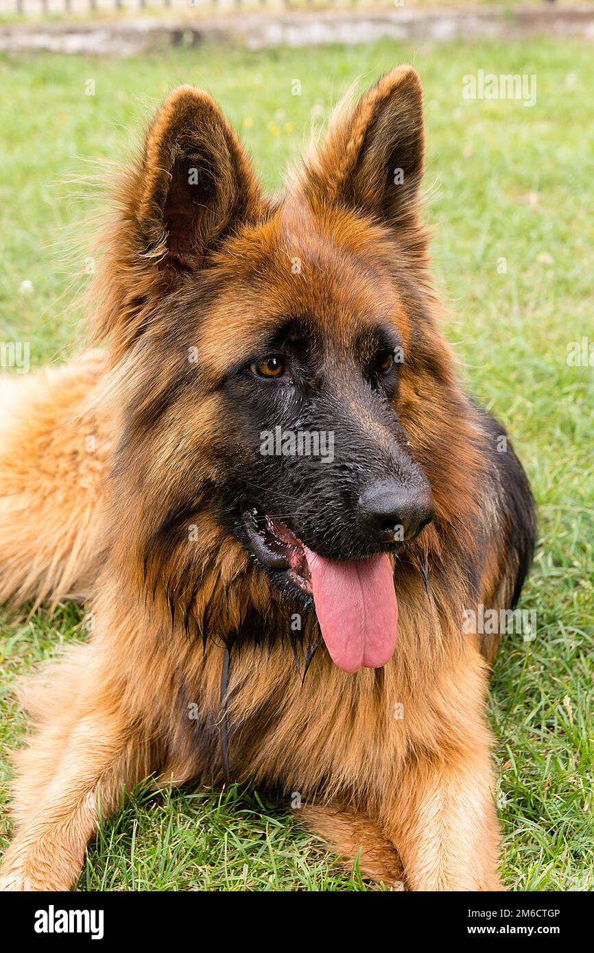 German shepherd nature hi-res stock photography and images - Alamy