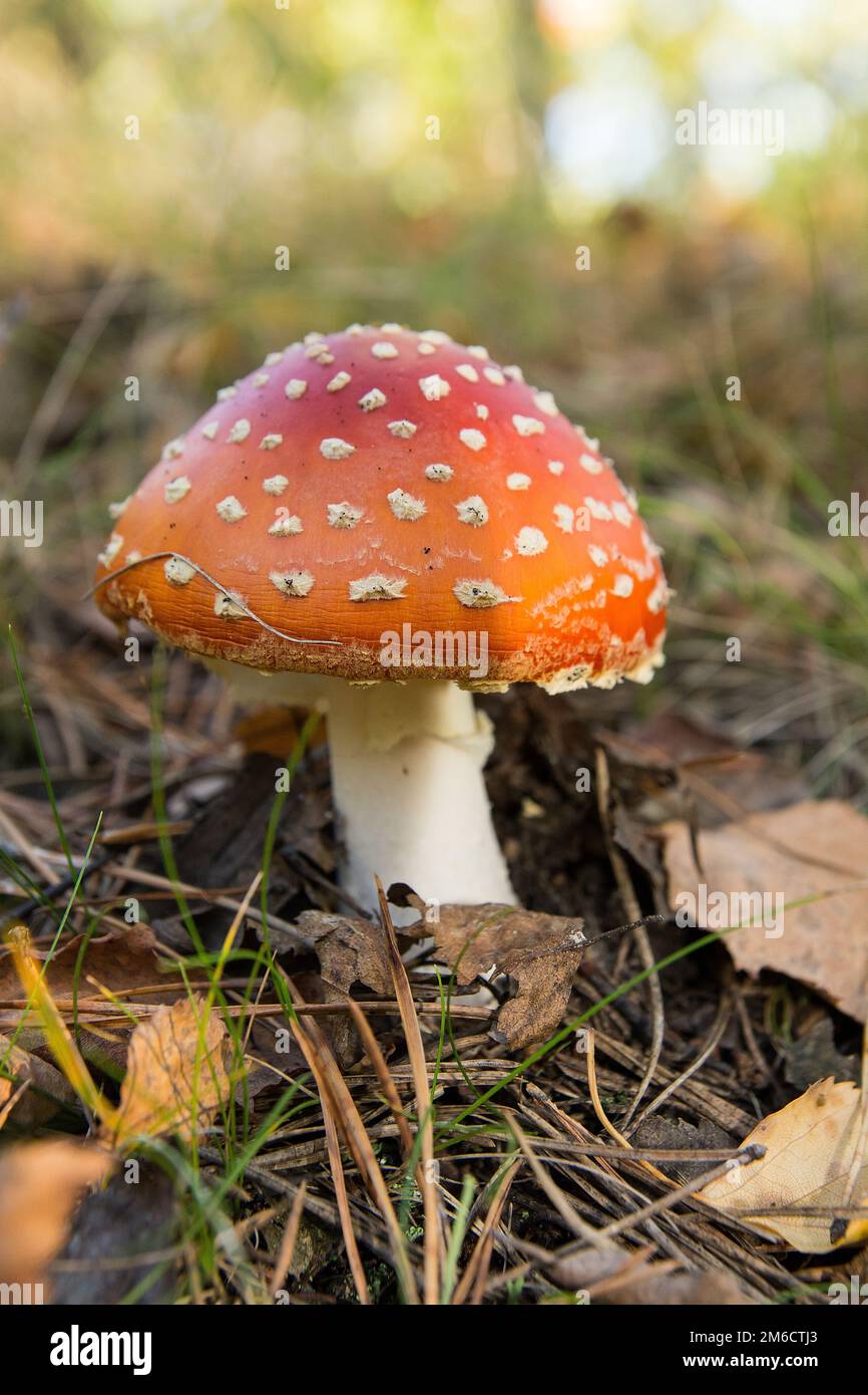 Red toadstool (Amanita muscaria) in the forest Stock Photo - Alamy