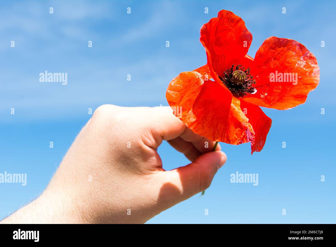 Poppy in hand hi-res stock photography and images - Alamy