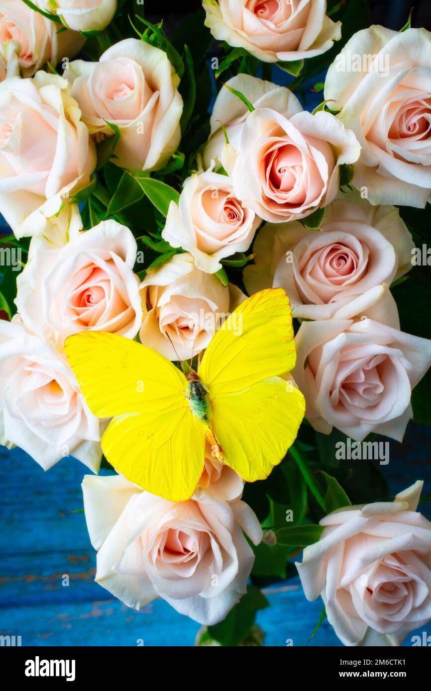 Yellow Butterfly On Garden Roses Stock Photo - Alamy