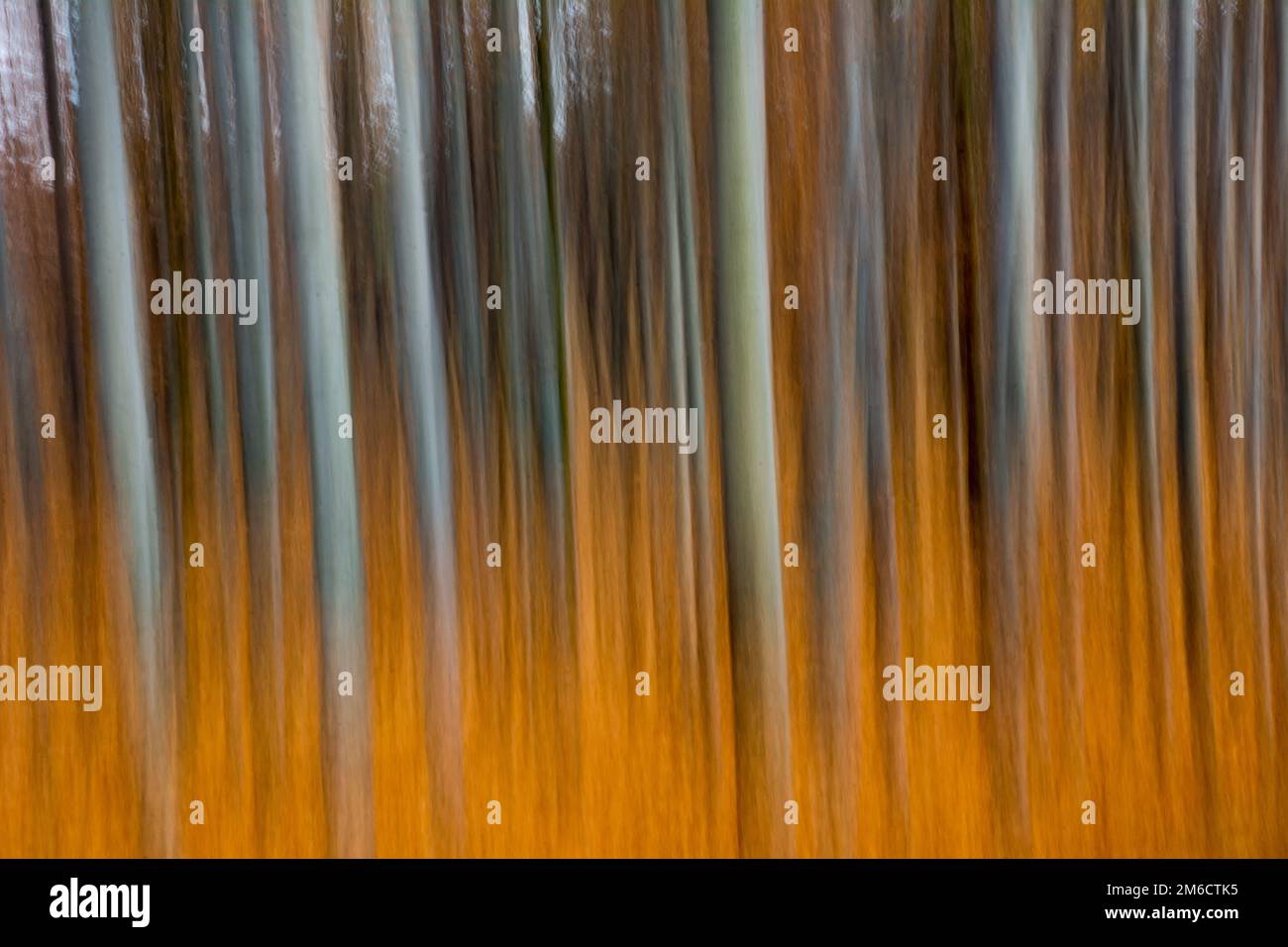 Beech forest in autumn. Abstract background Stock Photo - Alamy