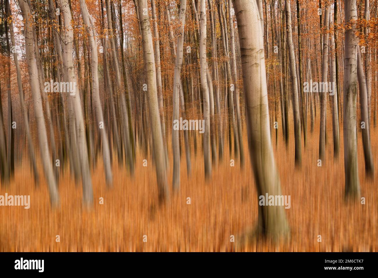 Beech forest in autumn. Abstract background Stock Photo - Alamy