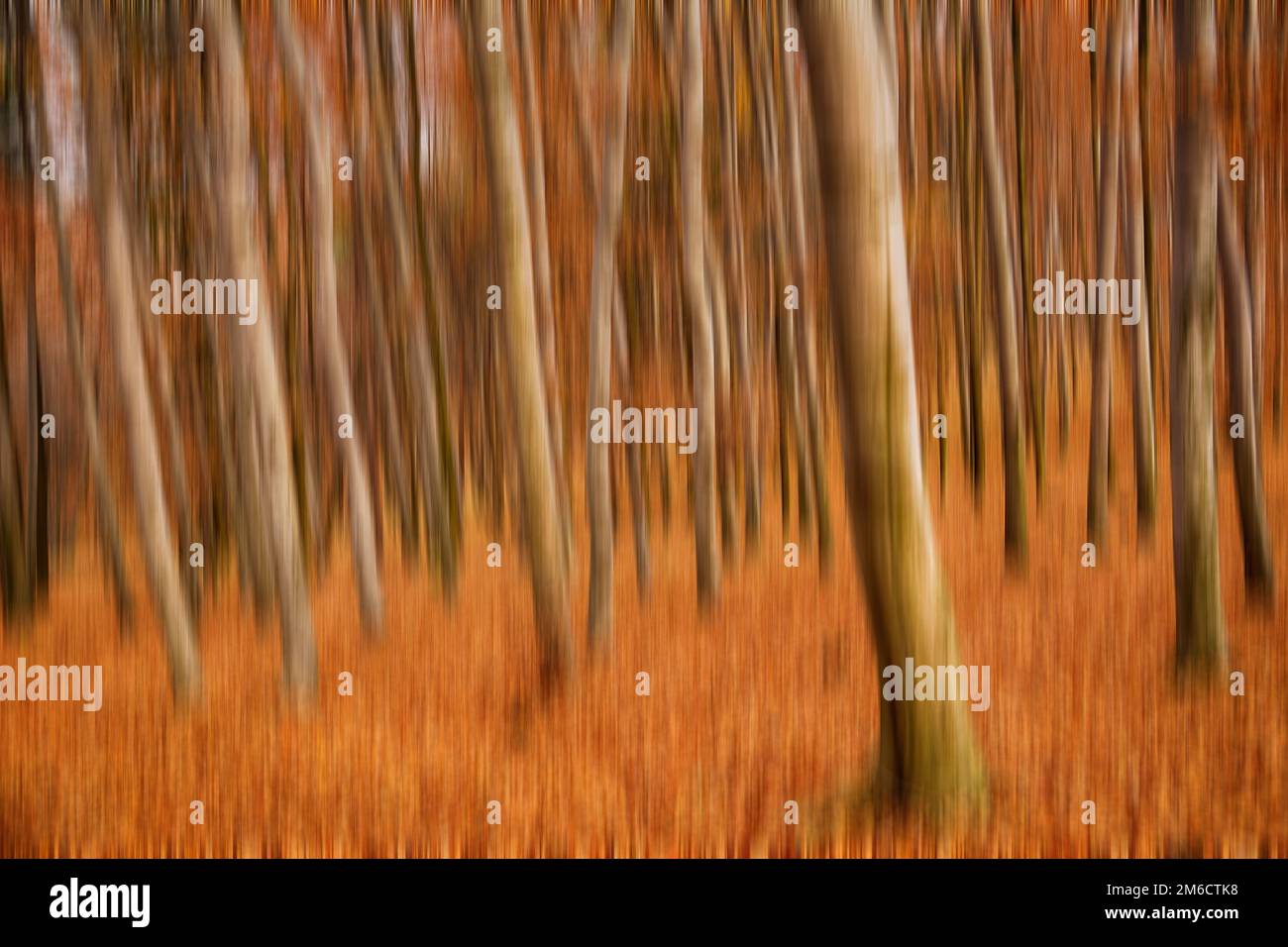 Beech forest in autumn. Abstract background Stock Photo - Alamy