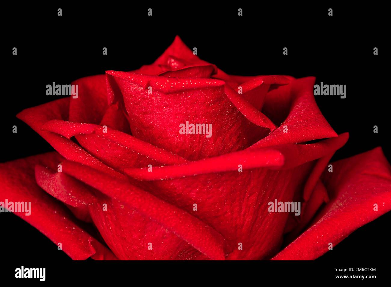 Dark red rose hi-res stock photography and images - Alamy