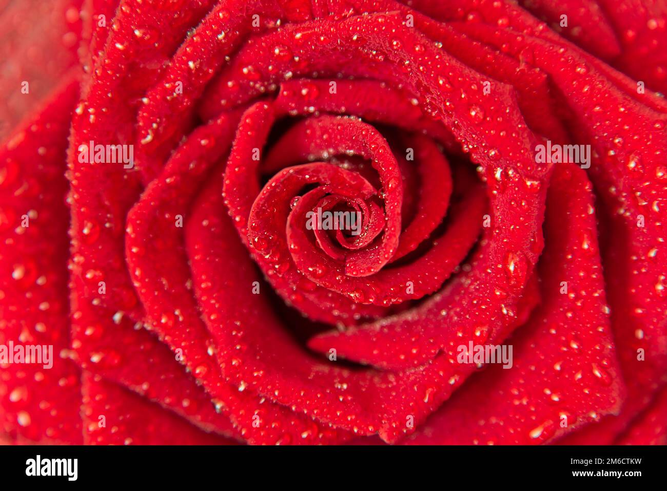 One red rose with leaves hi-res stock photography and images - Alamy