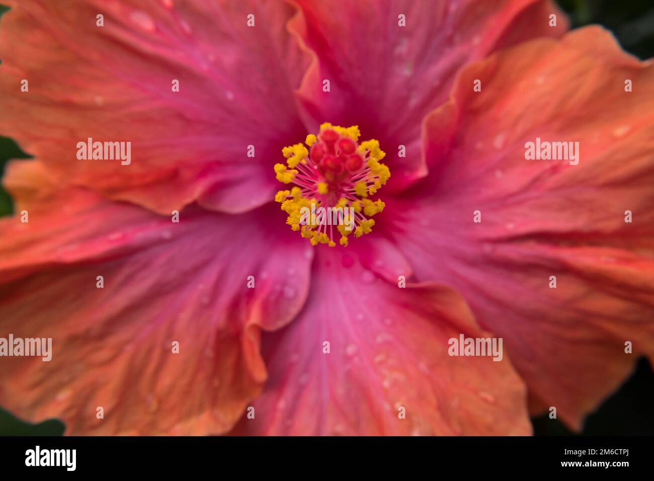 Beautiful Ibiscus flower after the rain Stock Photo - Alamy
