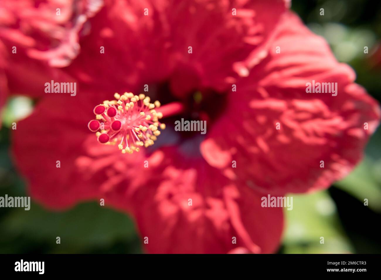 Close up of red Ibiscus flower under the sun Stock Photo - Alamy