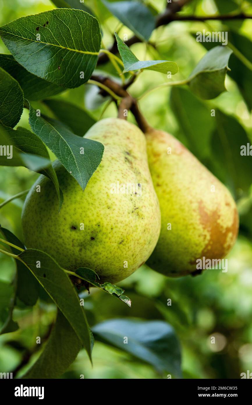 Tree pears hi-res stock photography and images - Alamy