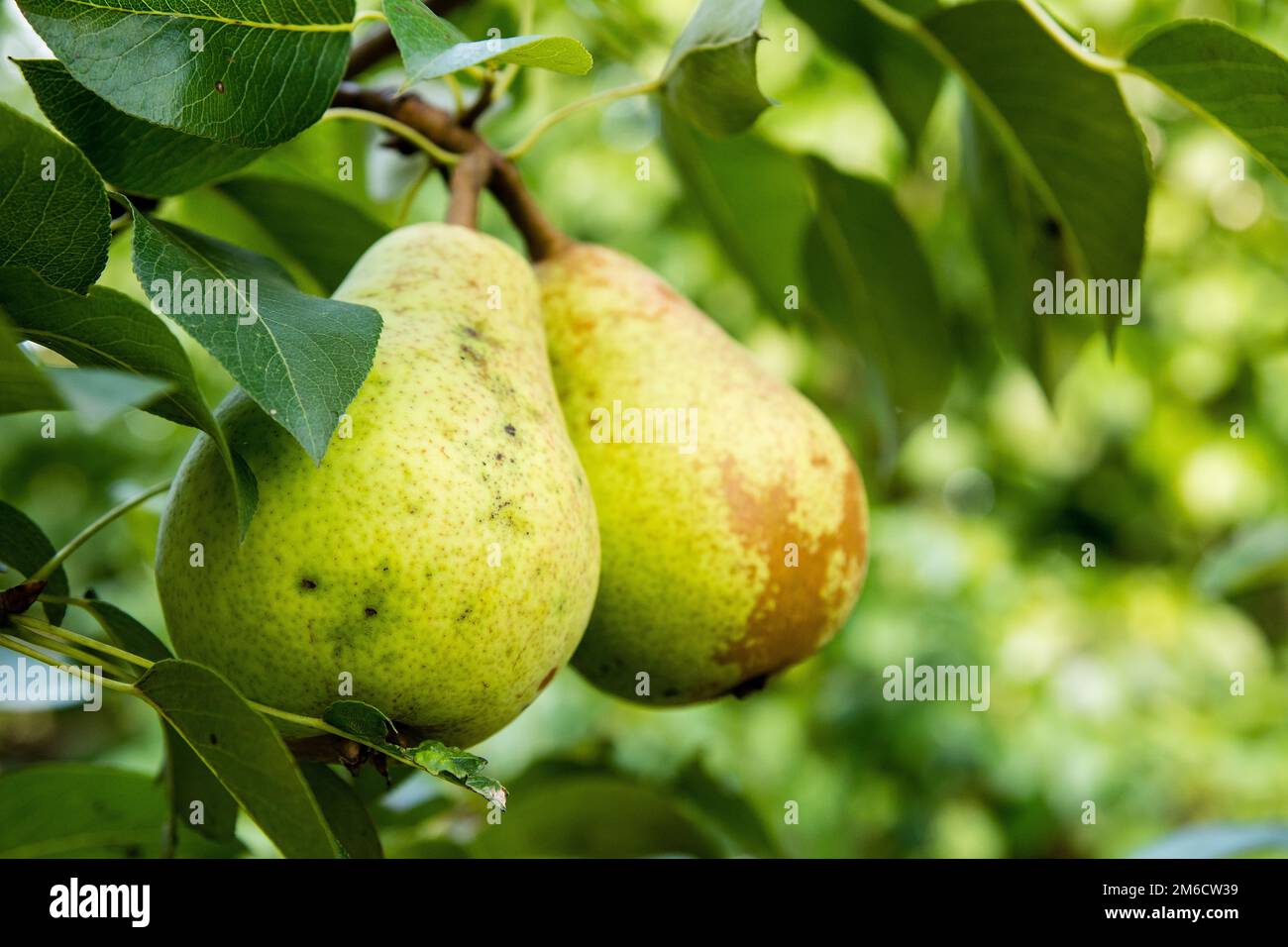 Pears on the tree in the garden Stock Photo - Alamy