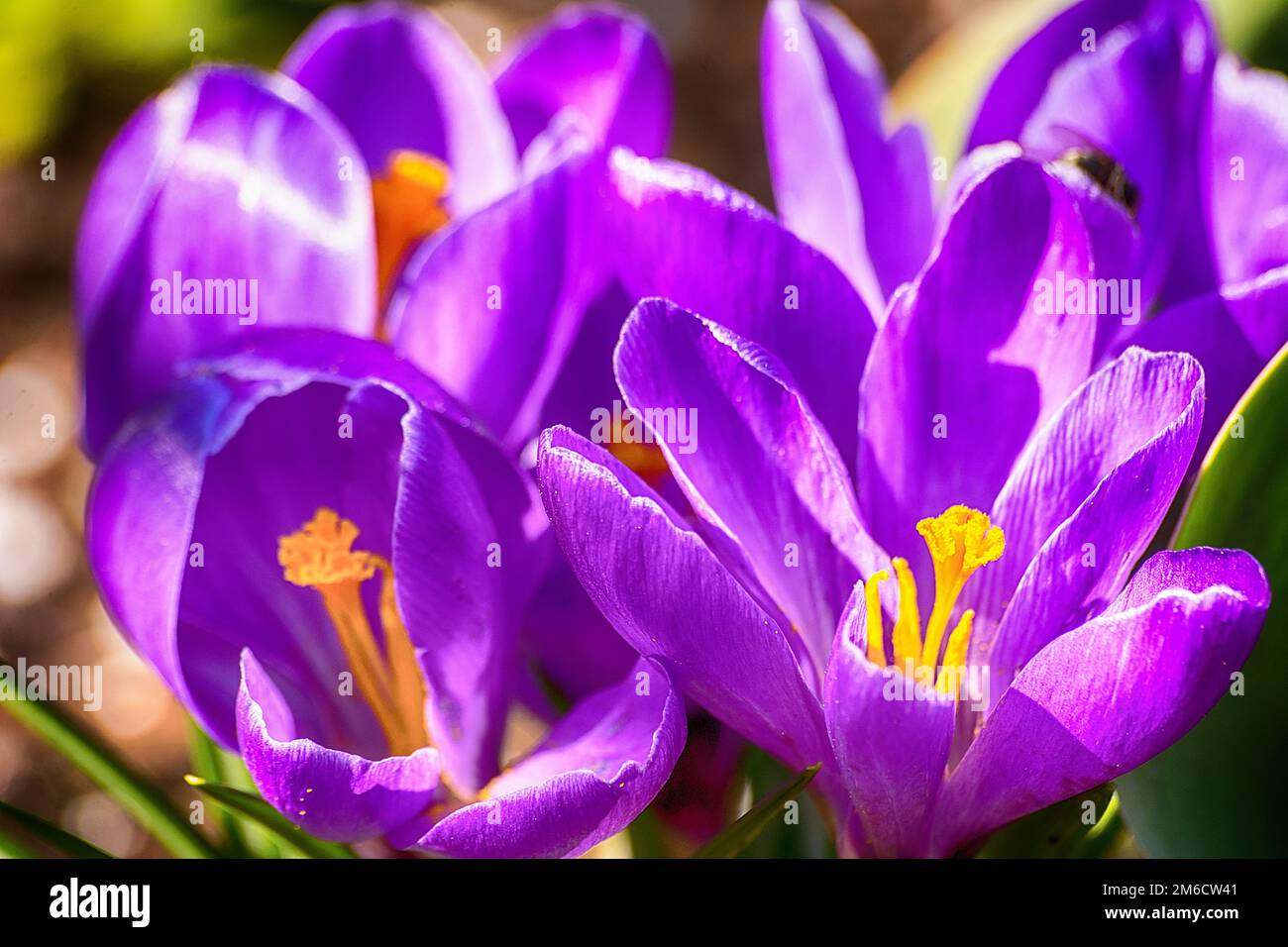 Beautiful crocuses in the garden Stock Photo - Alamy