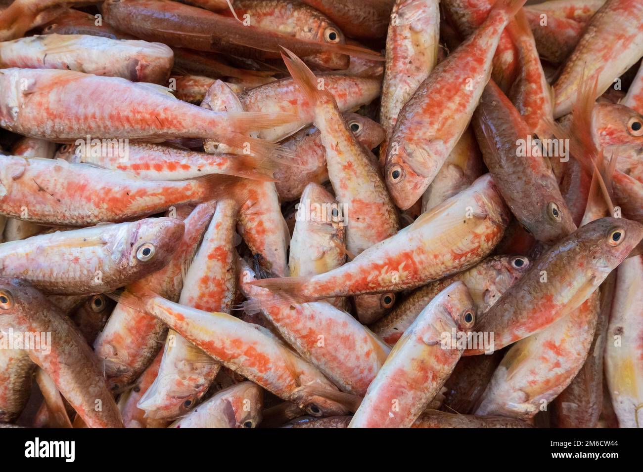Fresh Mullet fish at the market Stock Photo - Alamy