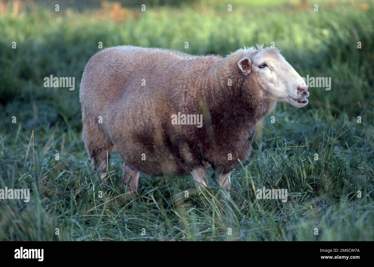 SHEEP GRAZING IN PADDOCK, RURAL NEW SOUTH WALES, AUSTRALIA Stock Photo ...