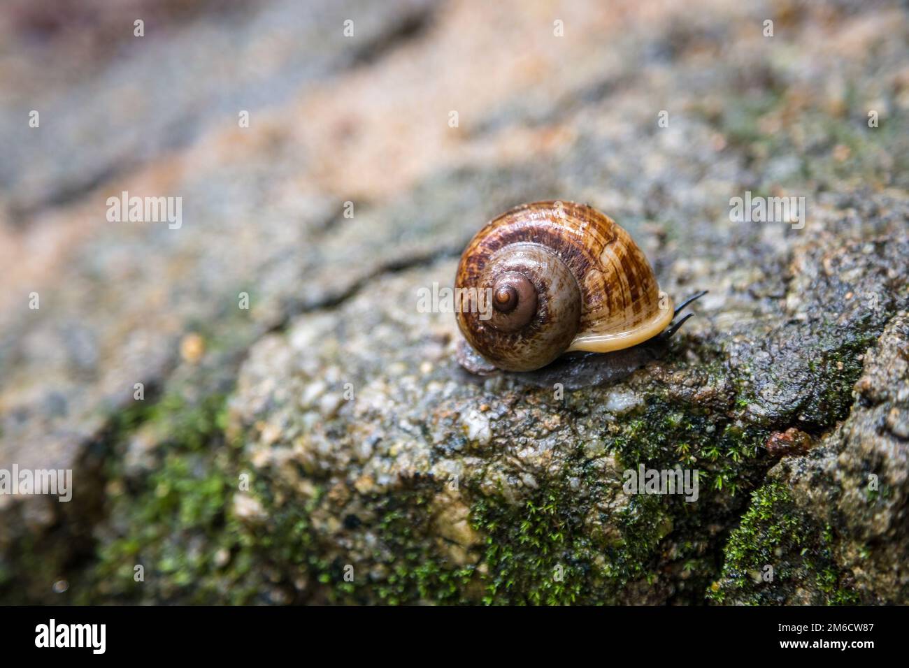 Jungle snail hi-res stock photography and images - Alamy