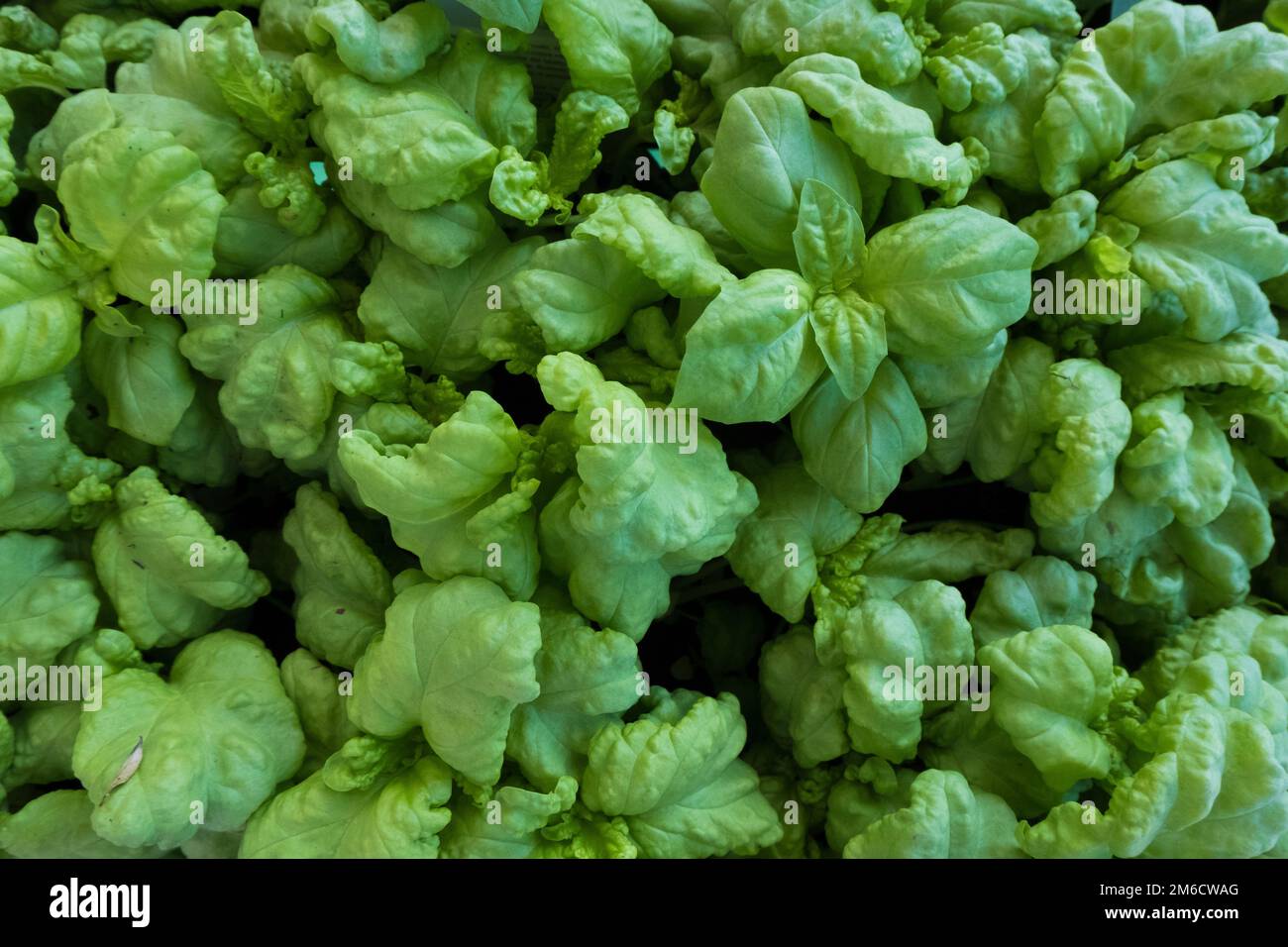 Basil plant texture background Stock Photo - Alamy
