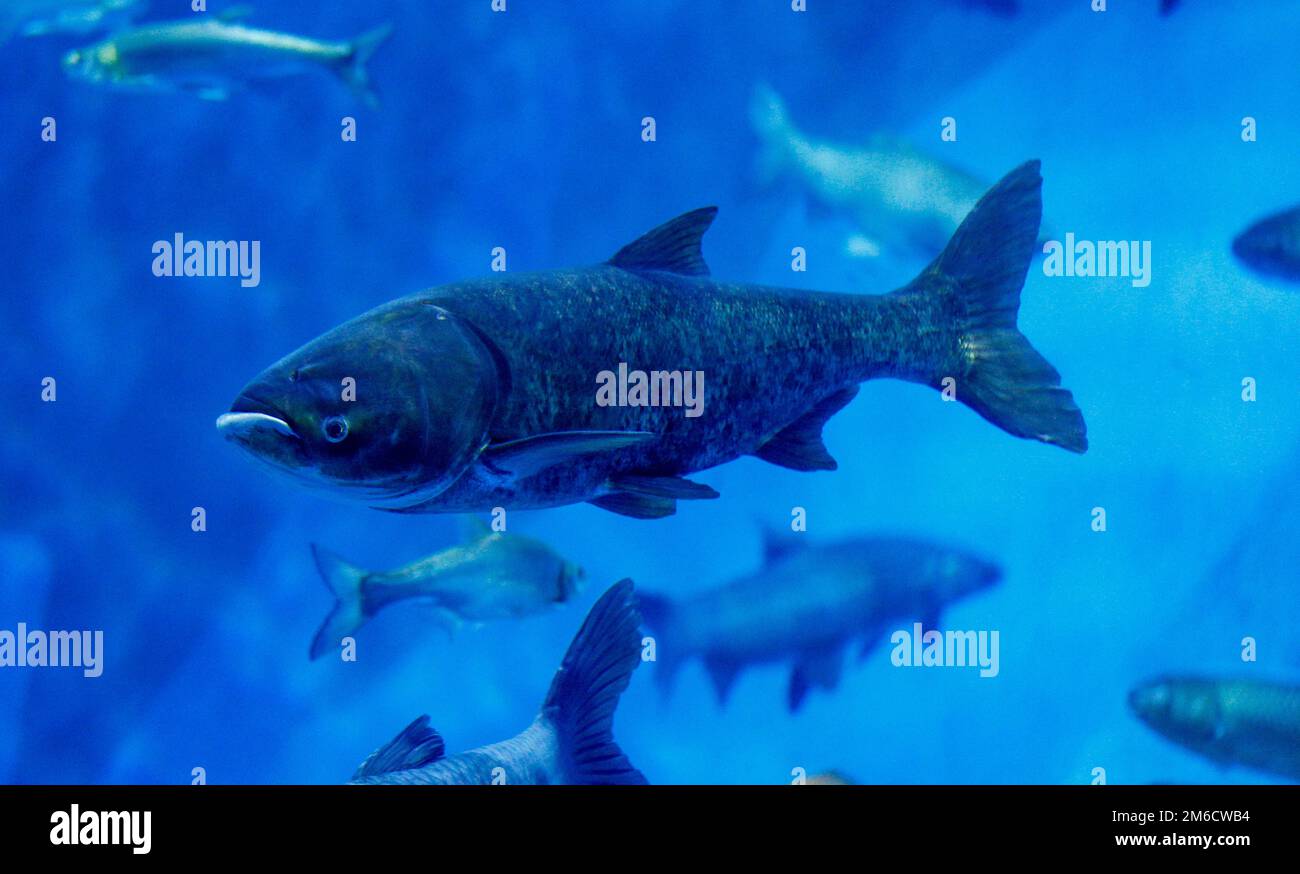 New Fish Species 2022