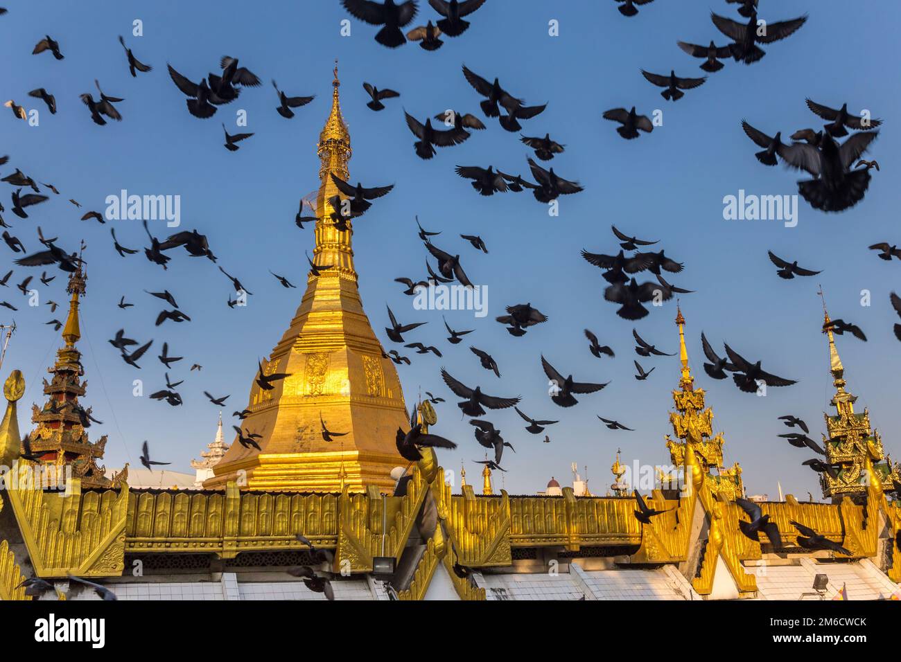 Gilded dome of a buddhist pagoda. Startled flock of pigeons flying ...