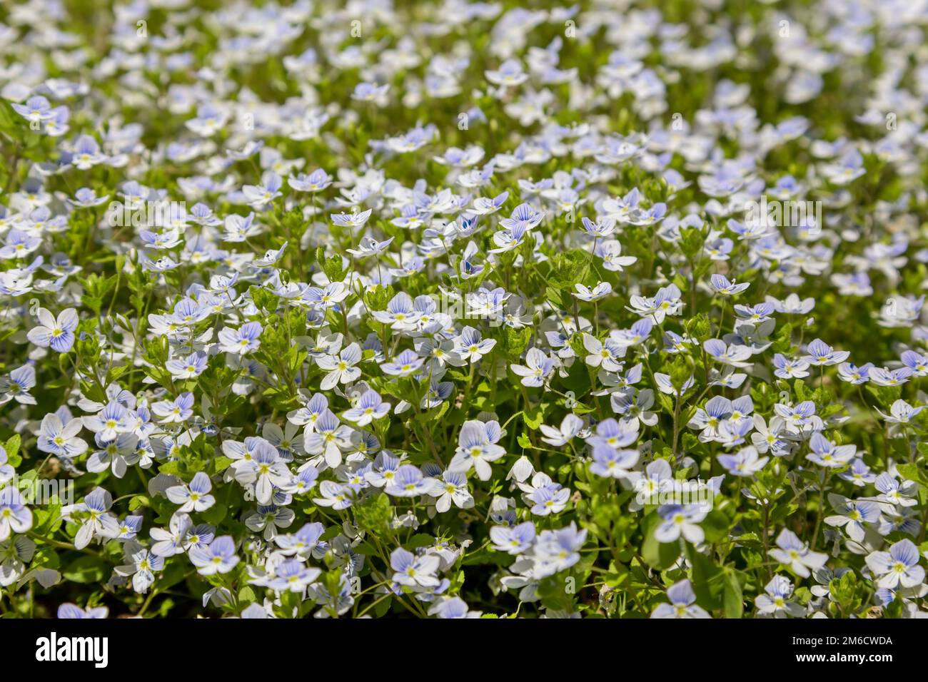 Full frame background of small light blue flowers in a garden Stock ...