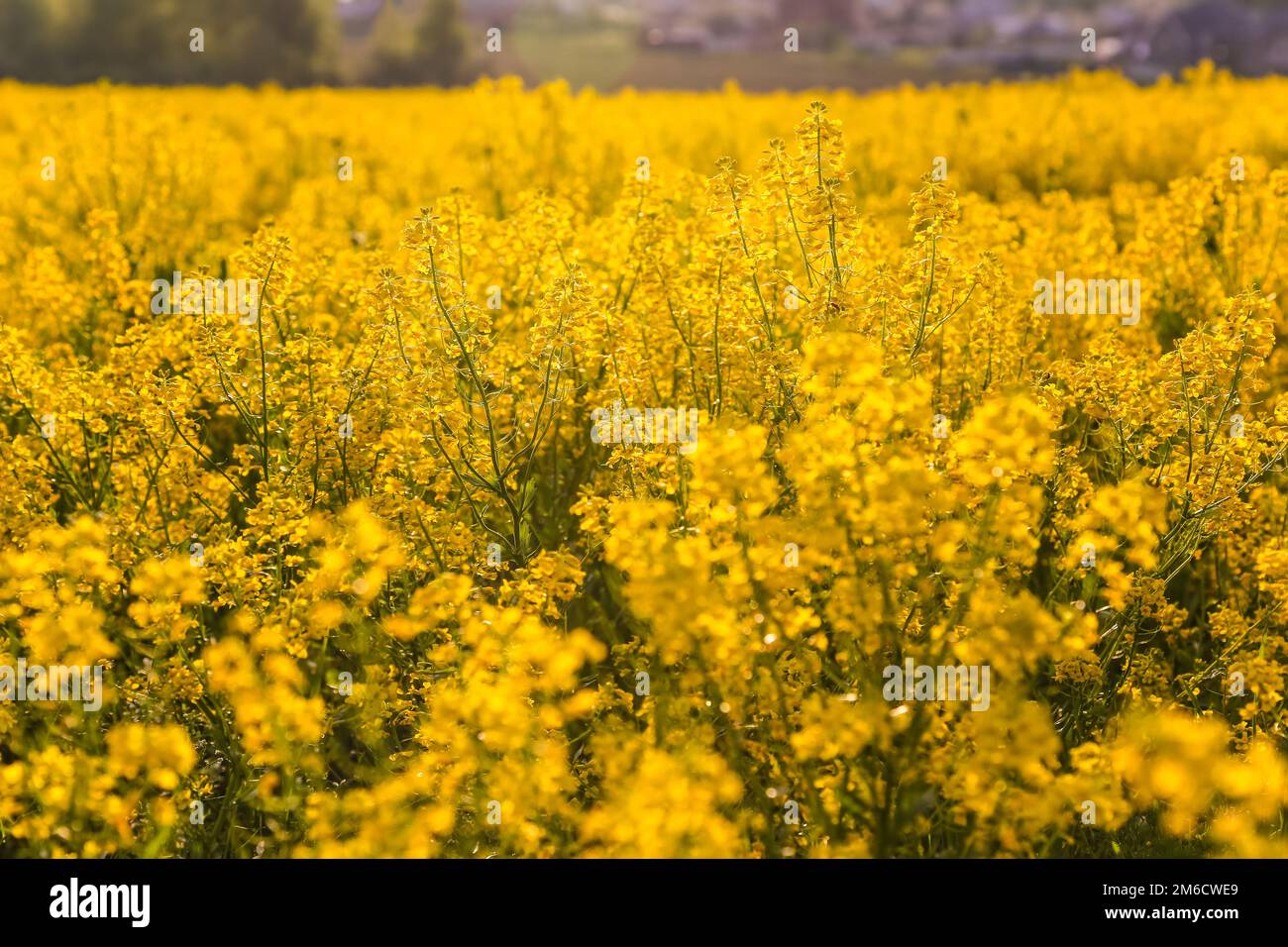 Field of blooming colza, also known as rapeseed (Brassica napus Stock ...