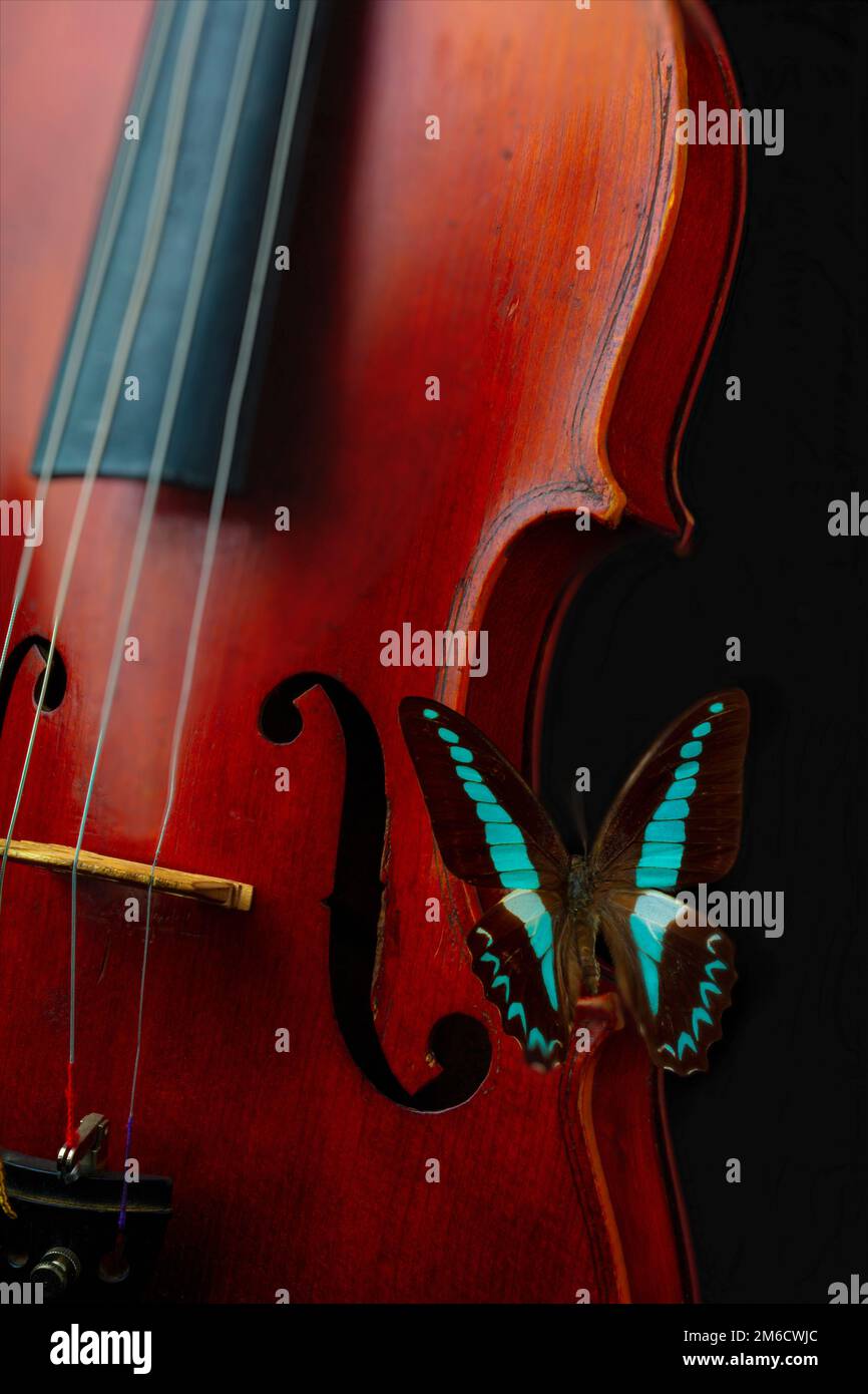 Violin With Exotic Blue Butterfly Stock Photo - Alamy